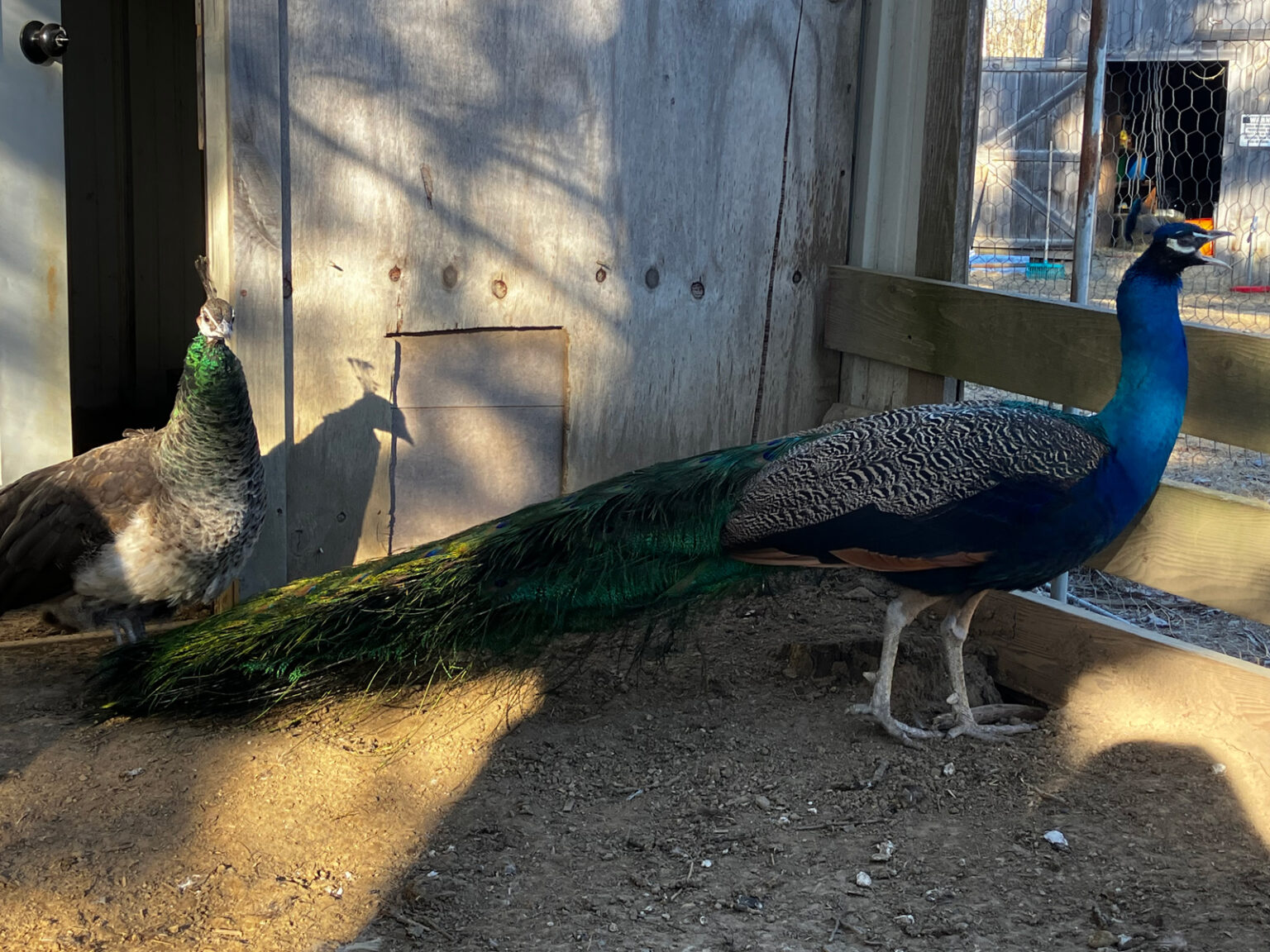 Peacock Mating Rituals - Backyard Poultry